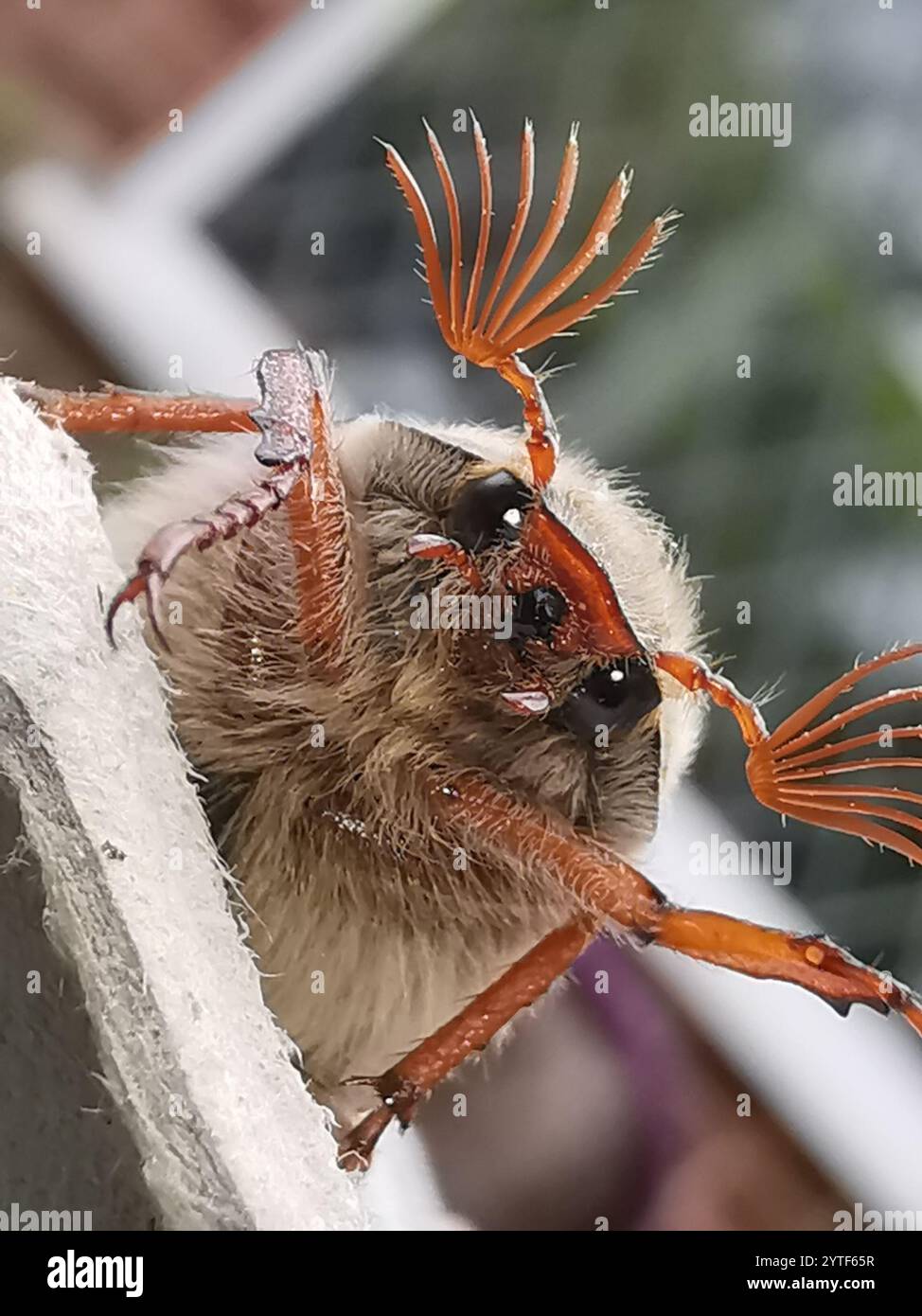 Common Cockchafer (Melolontha melolontha Stock Photo - Alamy