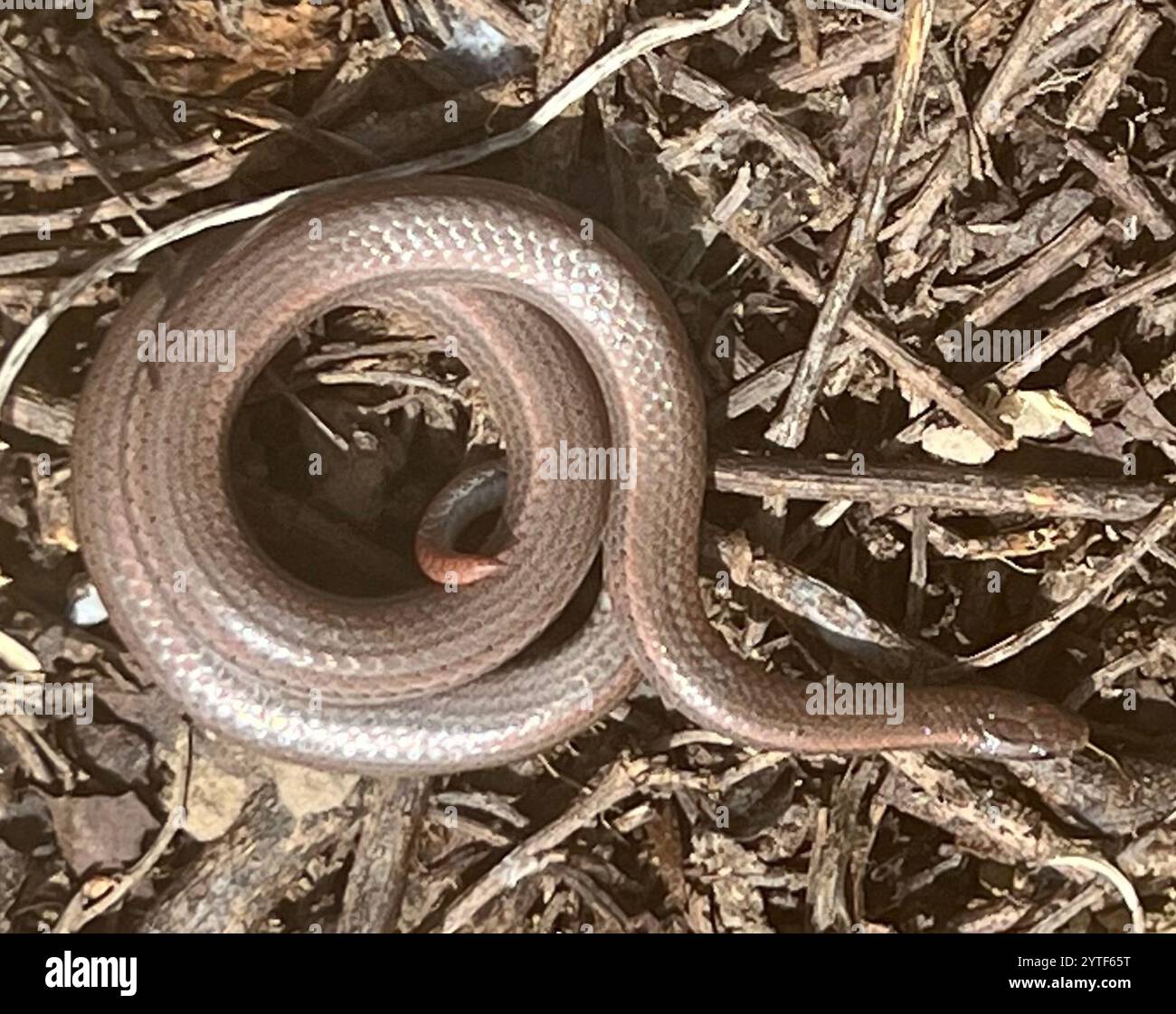 Sharp-tailed Snake (Contia tenuis Stock Photo - Alamy