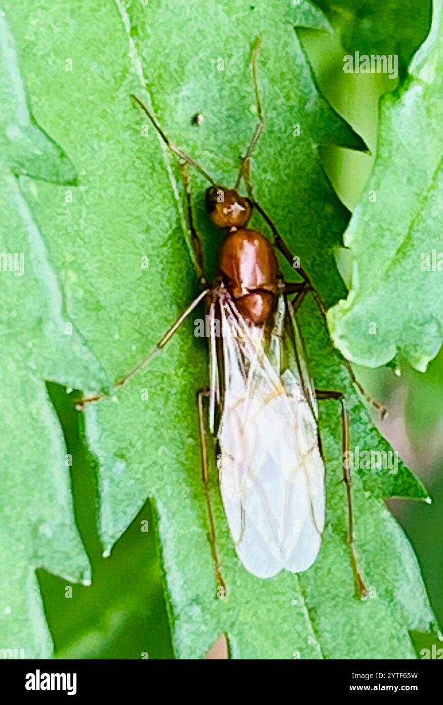 Chestnut carpenter ant hi-res stock photography and images - Alamy
