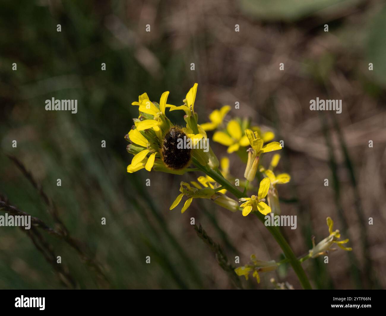 Apple Blossom Beetle (Tropinota hirta Stock Photo - Alamy
