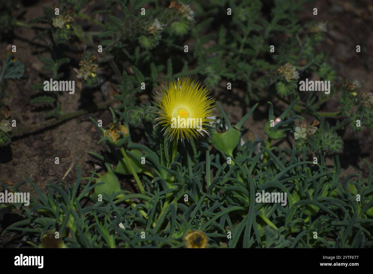 Conicosia pugioniformis hi-res stock photography and images - Alamy