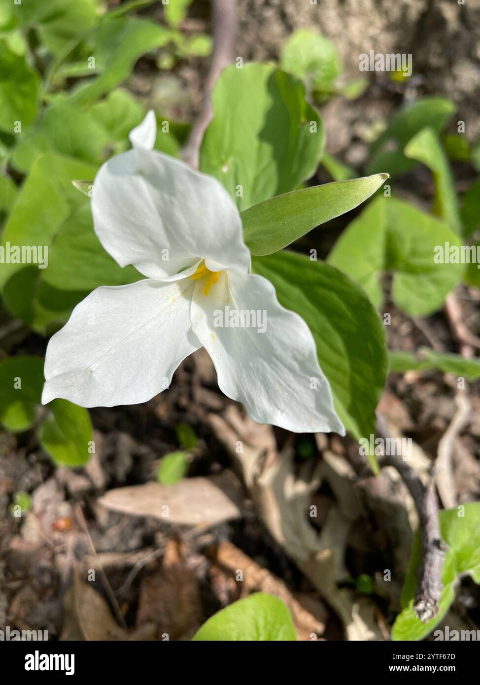 large white trillium (Trillium grandiflorum Stock Photo - Alamy