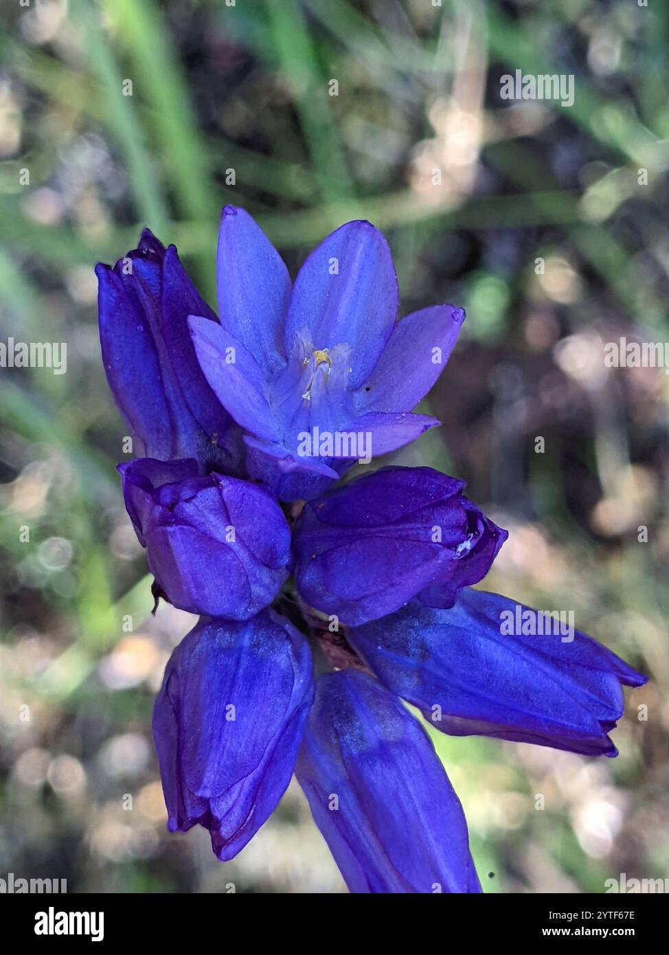 Blue Dicks (Dipterostemon capitatus Stock Photo - Alamy