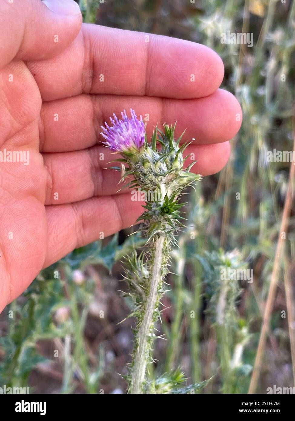 Italian thistle (Carduus pycnocephalus Stock Photo - Alamy