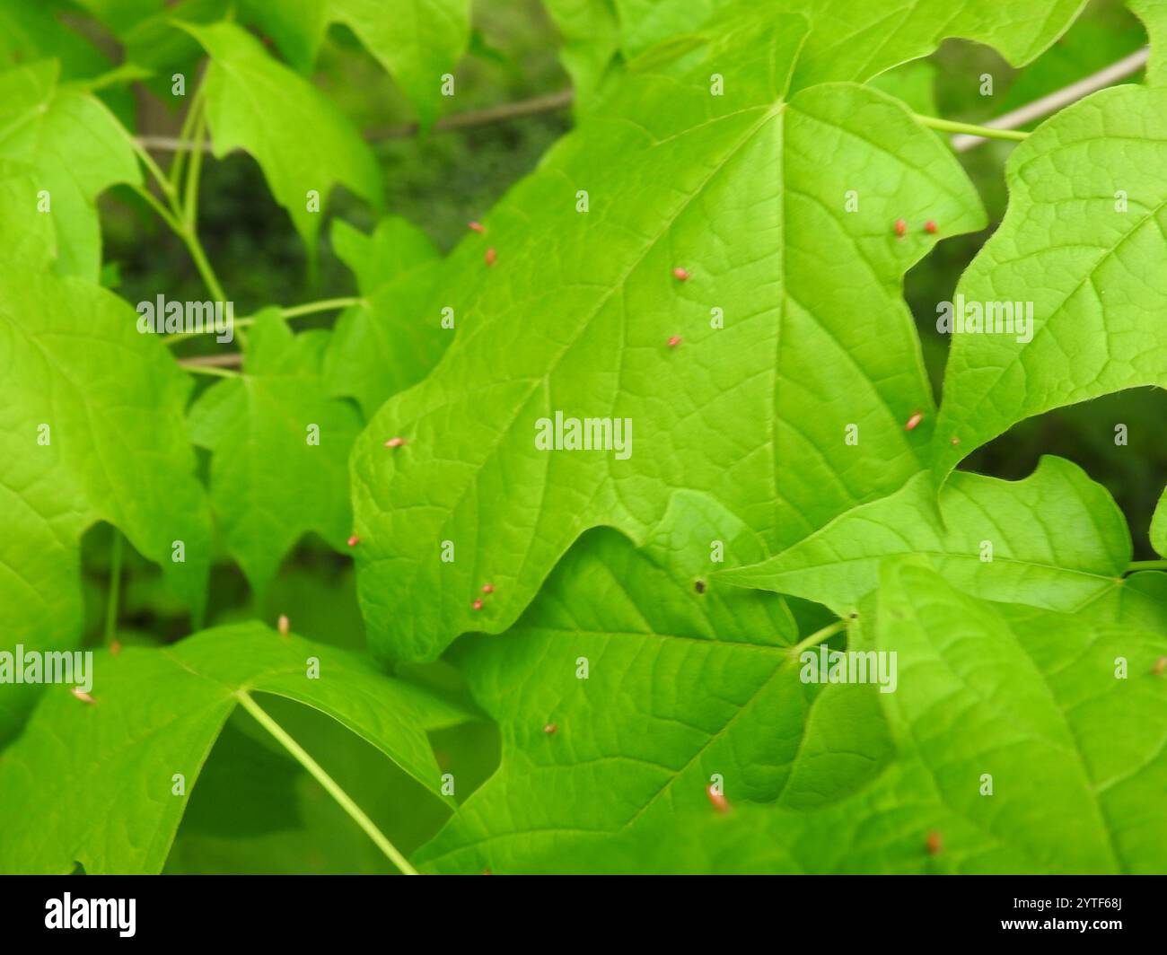 Maple Spindle Gall Mite (Vasates aceriscrumena Stock Photo - Alamy