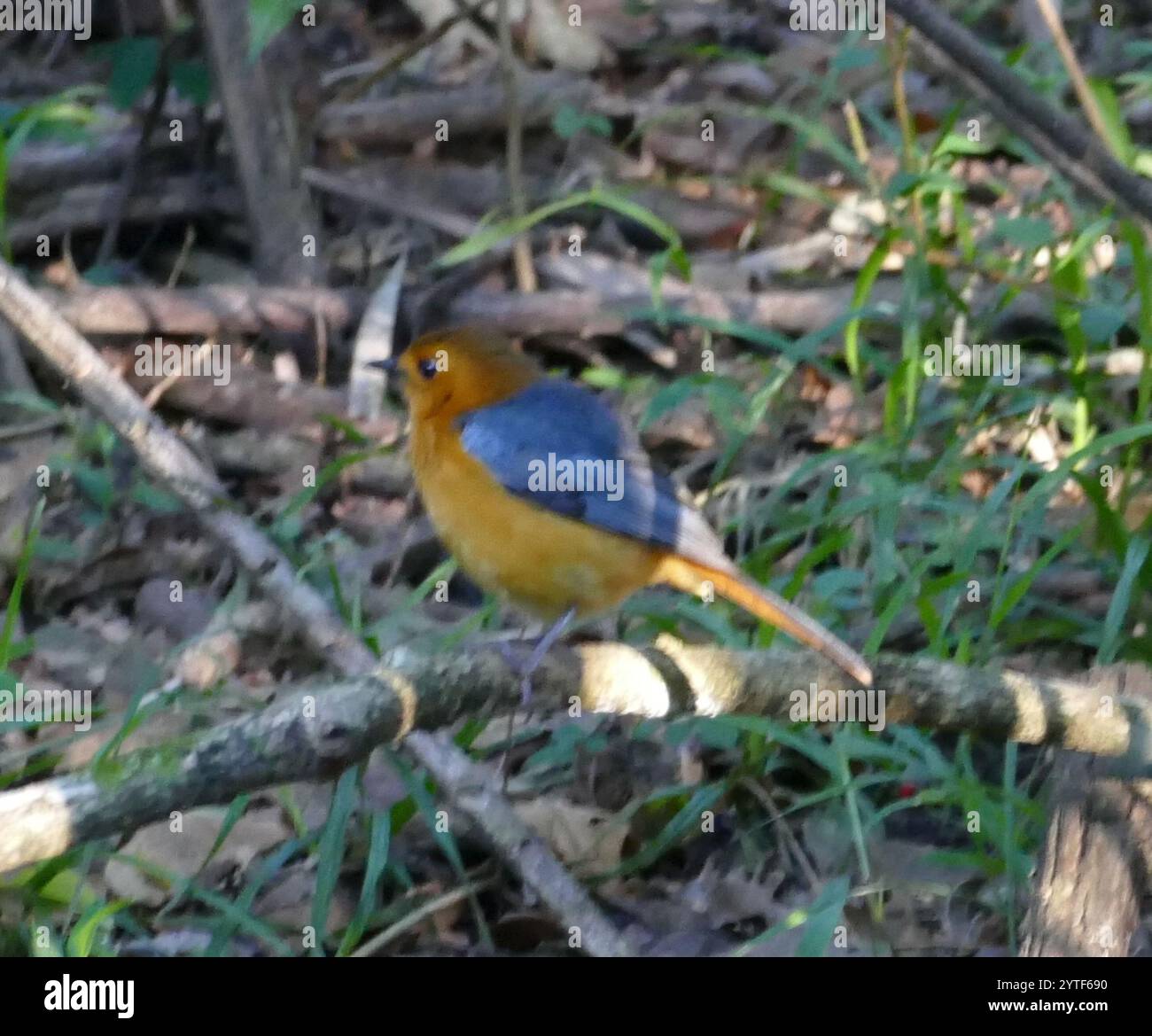 Red-capped Robin-Chat (Cossypha natalensis Stock Photo - Alamy