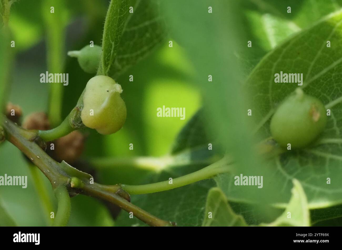 Hackberry Aggregate Gall Midge (Celticecis connata Stock Photo - Alamy