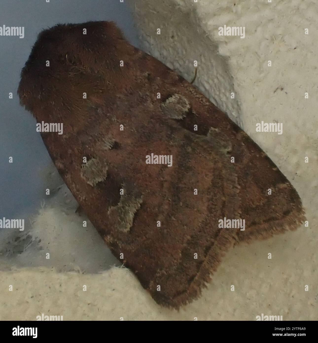 Small Square-spot (Diarsia rubi Stock Photo - Alamy