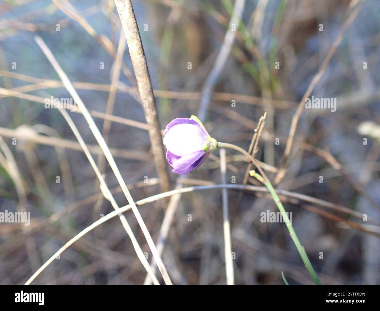 (Heliophila linearis linearifolia Stock Photo - Alamy