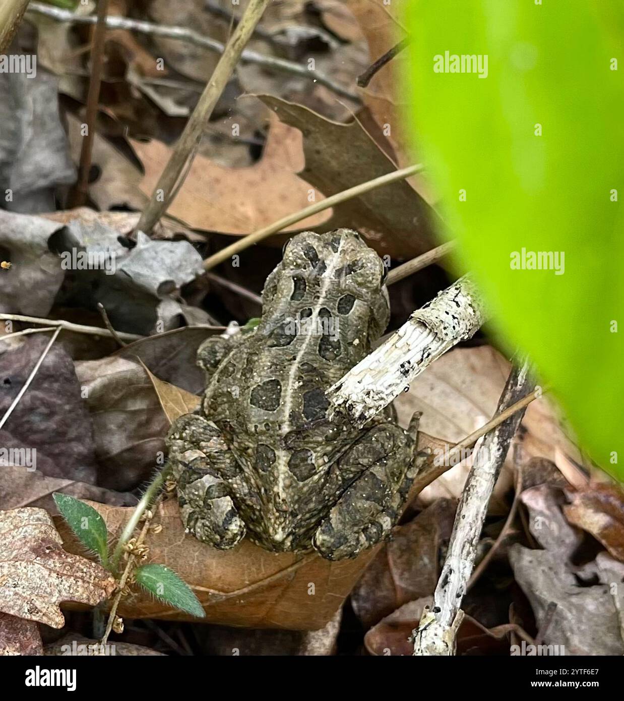 Fowler's Toad (Anaxyrus fowleri Stock Photo - Alamy
