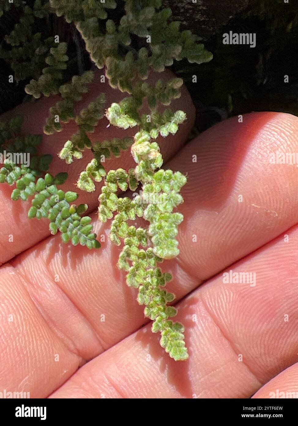 lace lip fern (Myriopteris gracillima Stock Photo - Alamy