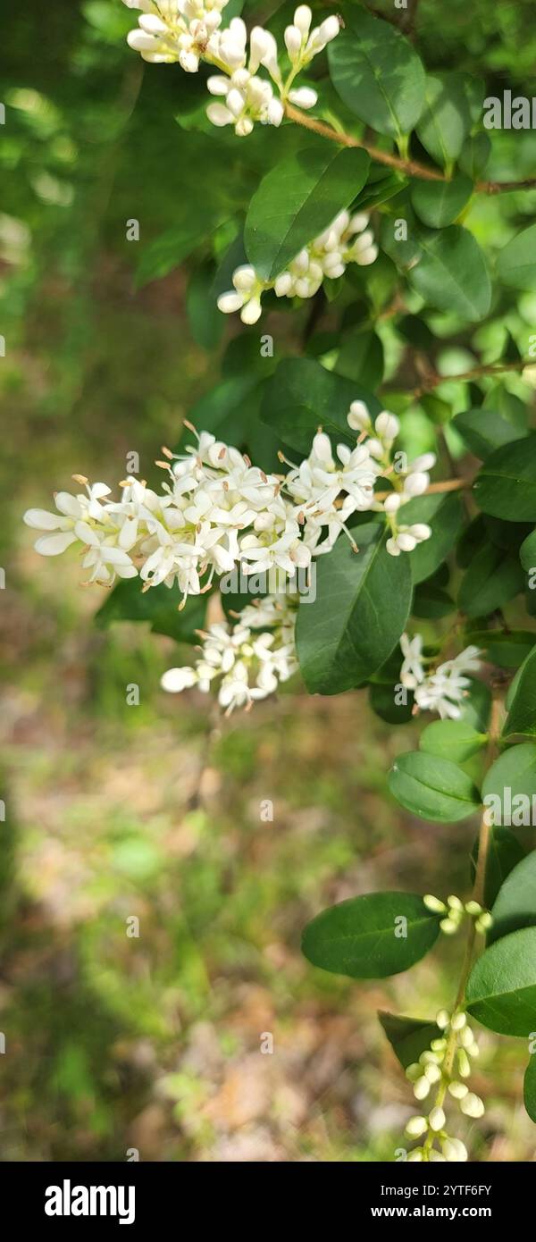 Chinese privet (Ligustrum sinense Stock Photo - Alamy