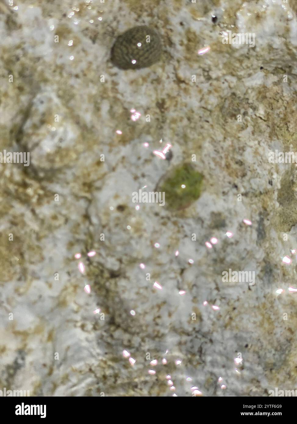 True Limpets (Patellogastropoda Stock Photo - Alamy