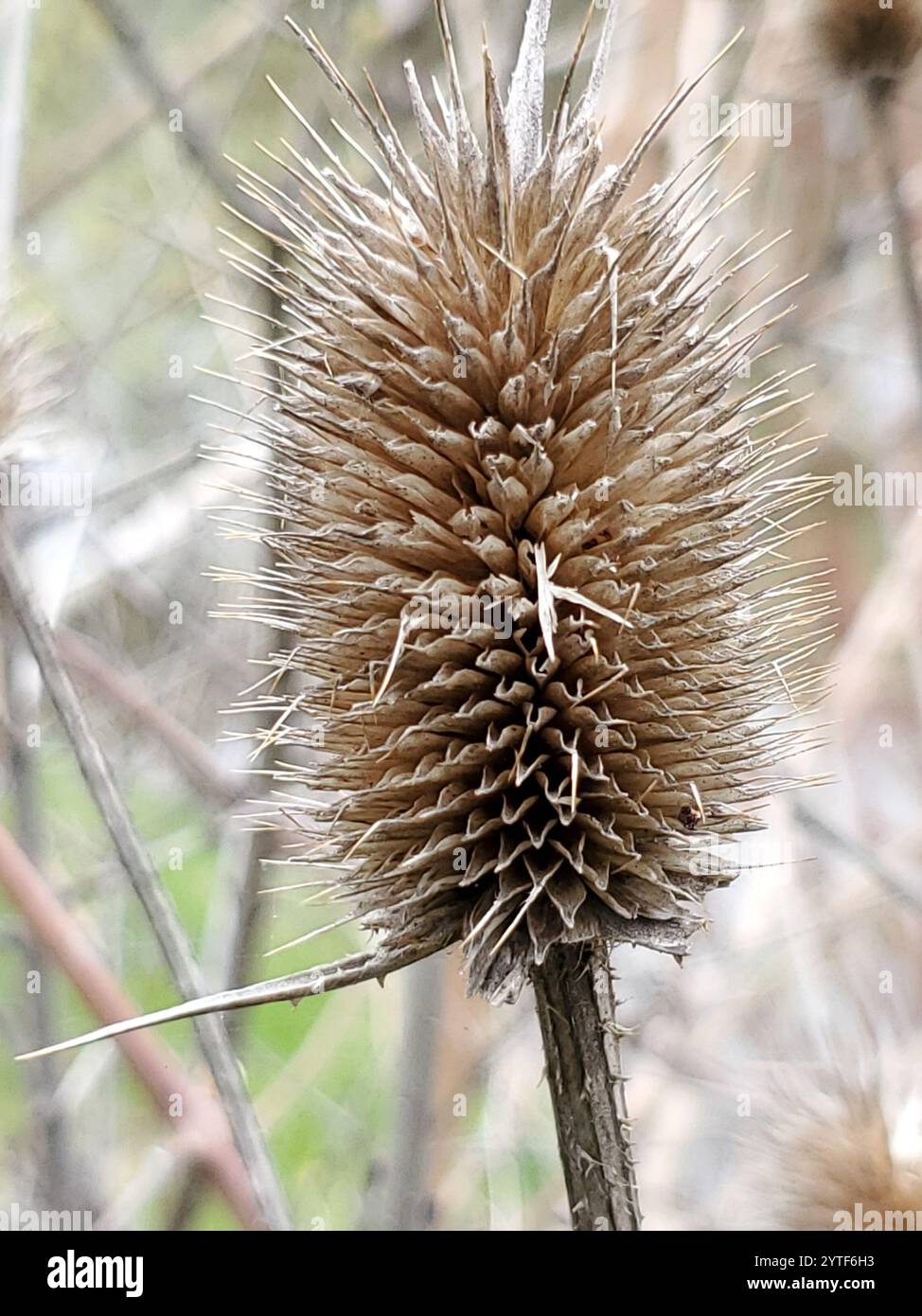 cutleaf teasel (Dipsacus laciniatus Stock Photo - Alamy