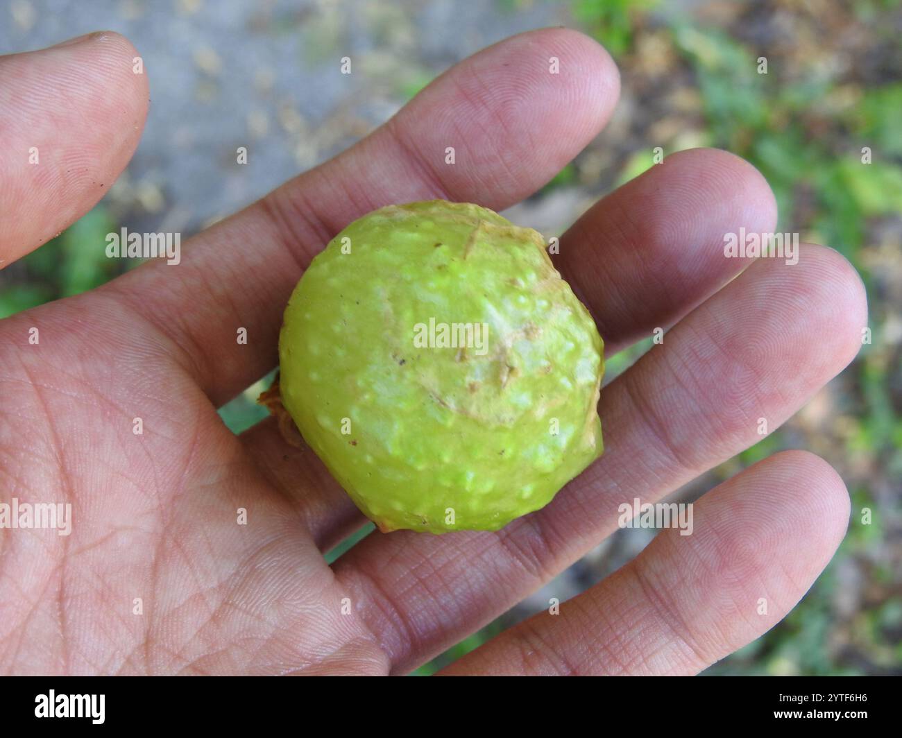 Spongy Oak Apple Gall Wasp (Amphibolips confluenta Stock Photo - Alamy