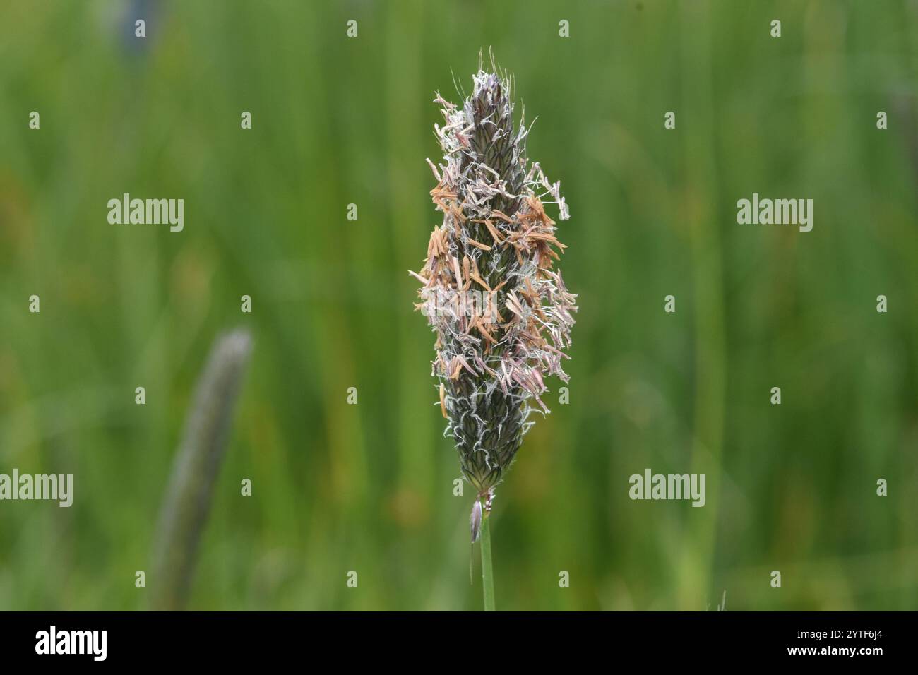 Foxtail grasses (Alopecurus Stock Photo - Alamy