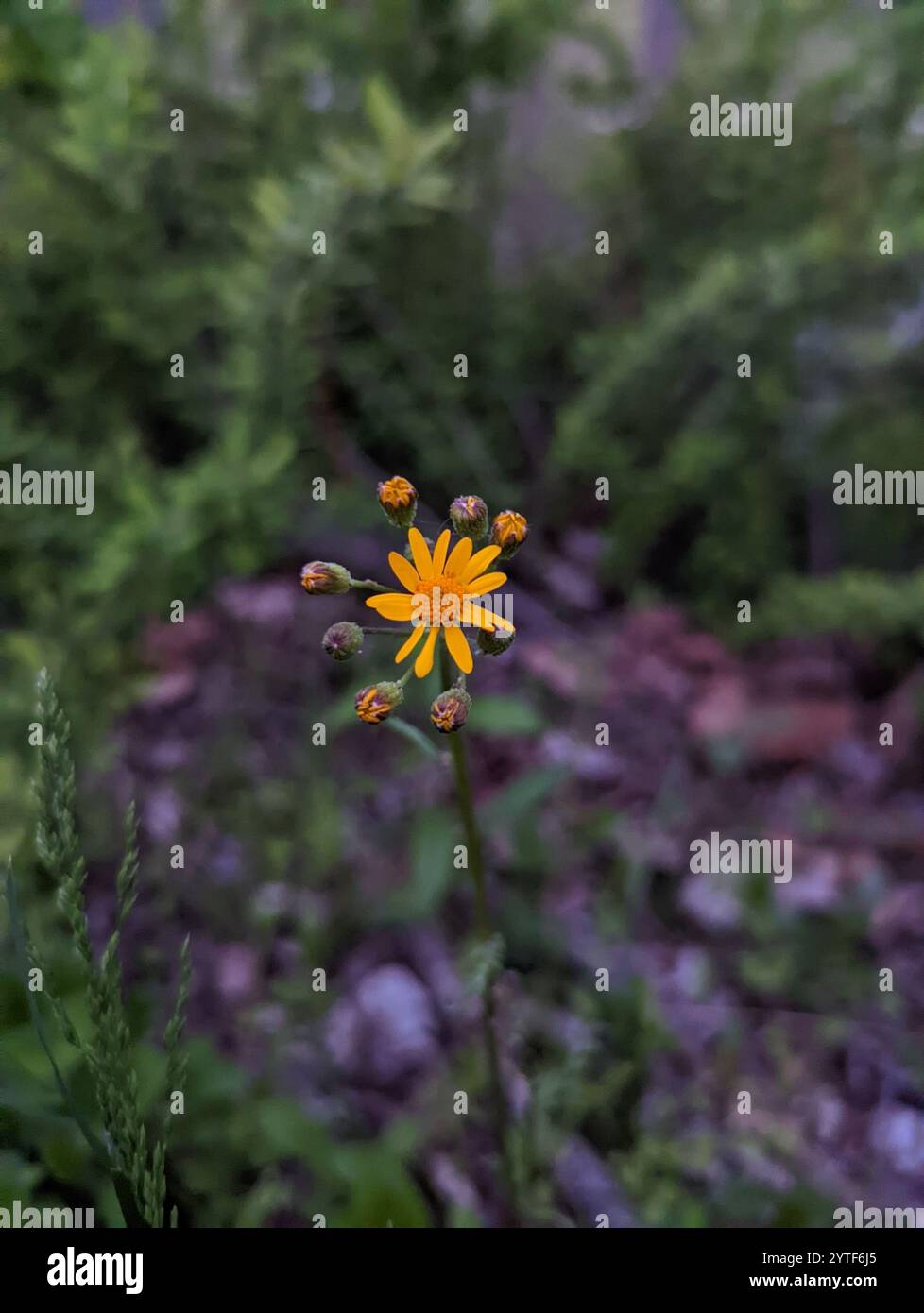 balsam ragwort (Packera paupercula Stock Photo - Alamy