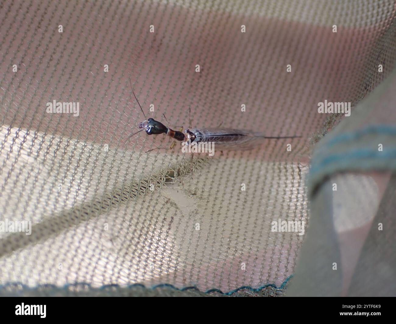 Raphidiid Snakeflies (Raphidiidae Stock Photo - Alamy