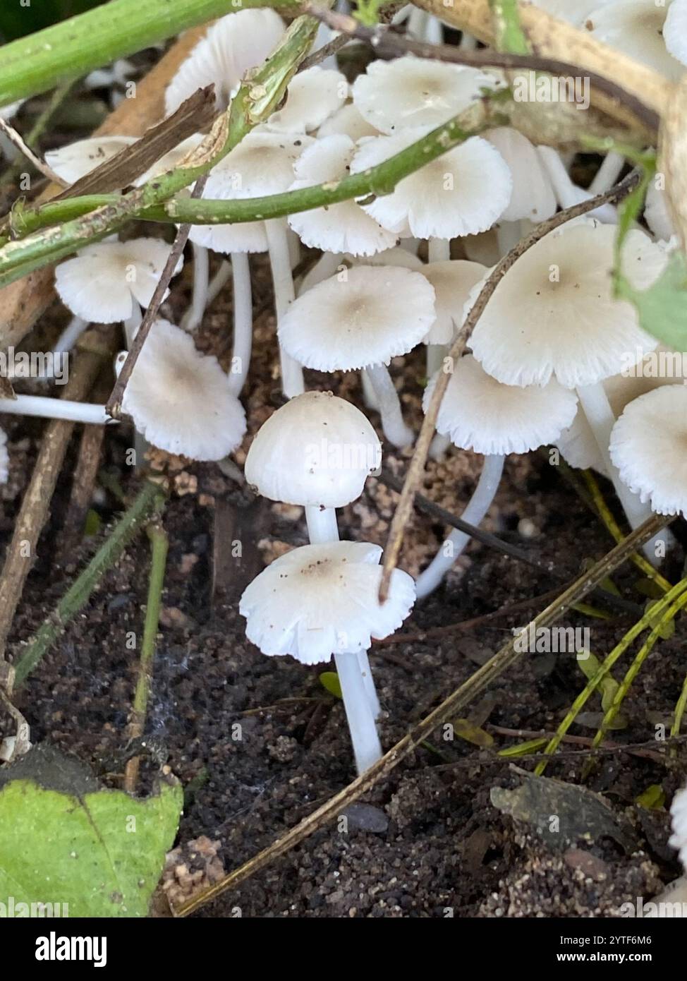 Termitomyces microcarpus hi-res stock photography and images - Alamy
