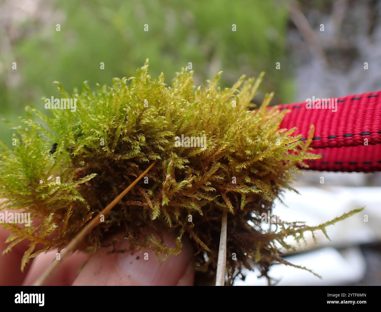 Kneiff's hook-moss (Drepanocladus aduncus Stock Photo - Alamy