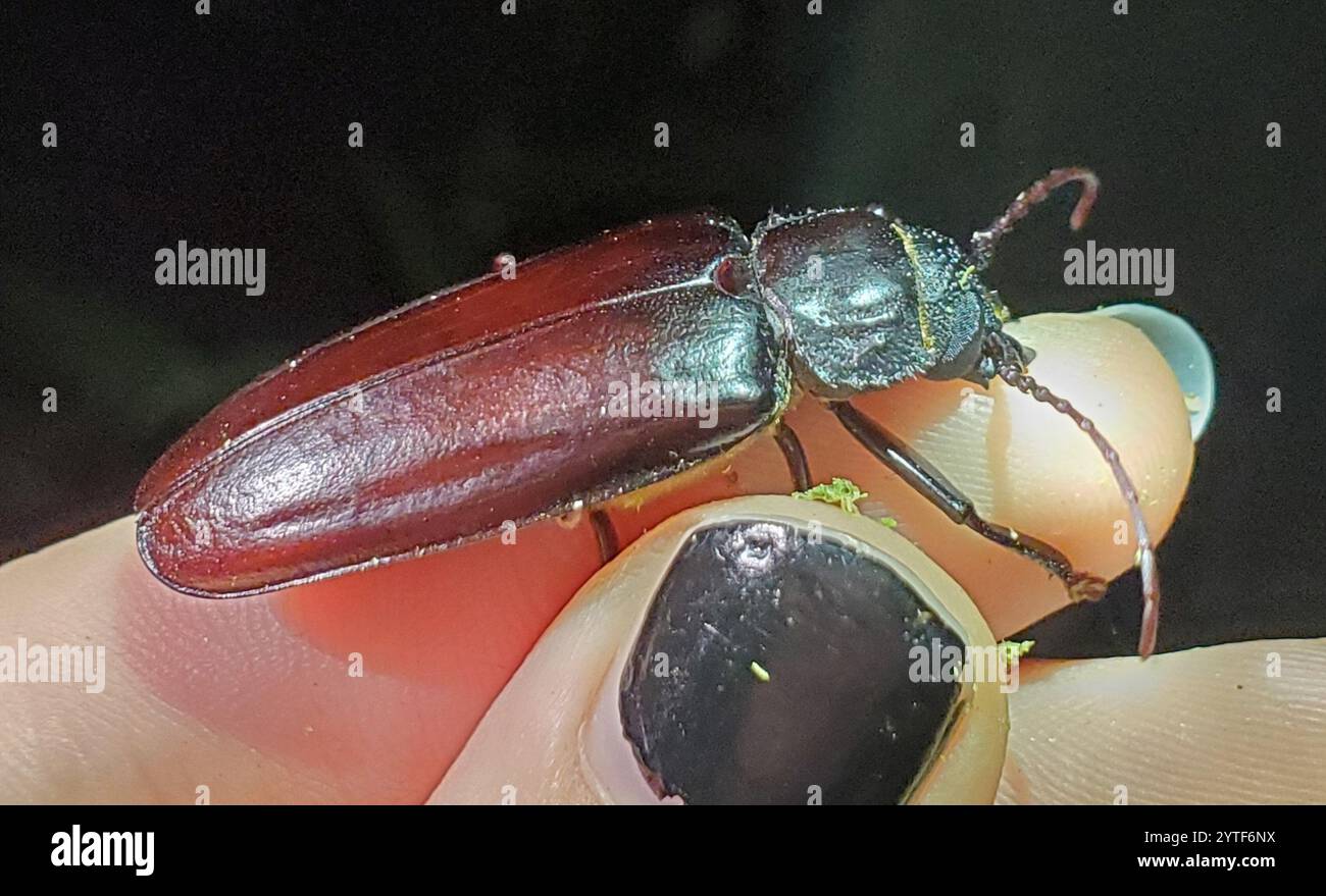 Hardwood Stump Borer (Mallodon dasystomus Stock Photo - Alamy