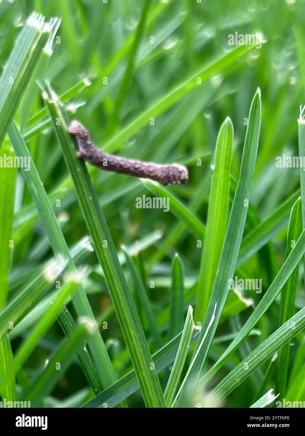 Gem Moth (Orthonama obstipata Stock Photo - Alamy