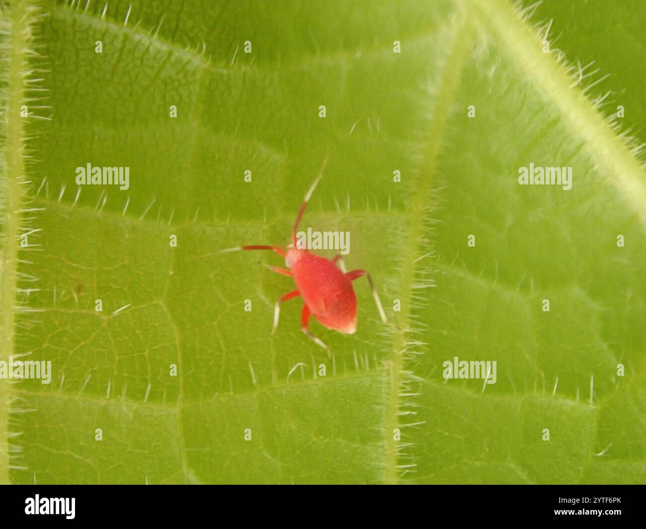 True Bugs (Heteroptera Stock Photo - Alamy