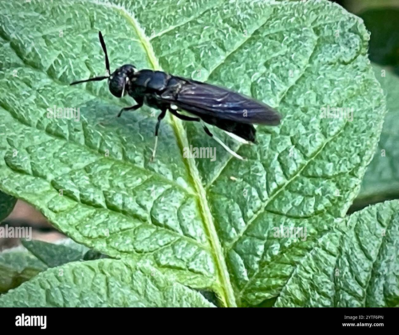 Black Soldier Fly (Hermetia illucens Stock Photo - Alamy