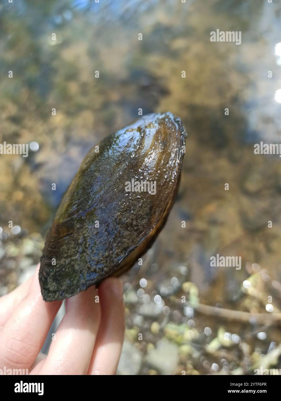 Anodonta anatina hi-res stock photography and images - Alamy