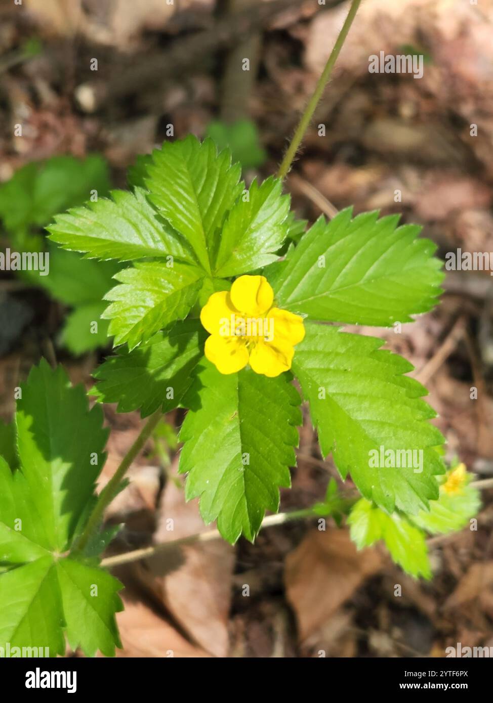 common cinquefoil (Potentilla simplex Stock Photo - Alamy