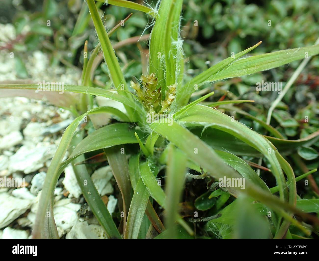 Pacific Woodrush (Luzula comosa Stock Photo - Alamy