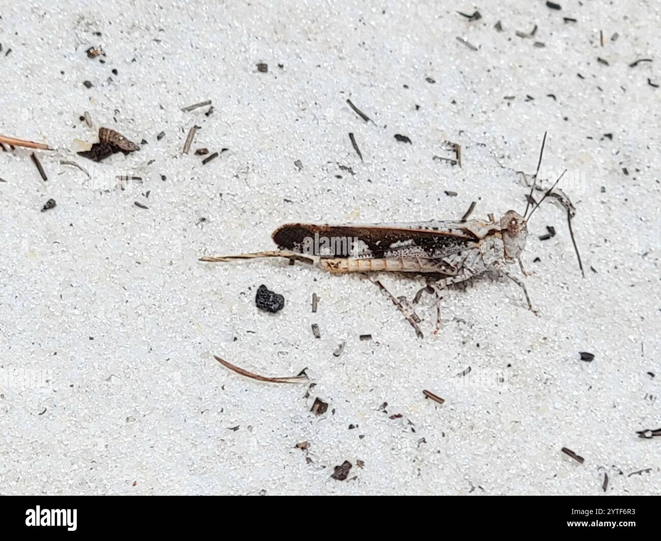 Southern Marbled Grasshopper (Spharagemon marmoratum pictum Stock Photo ...