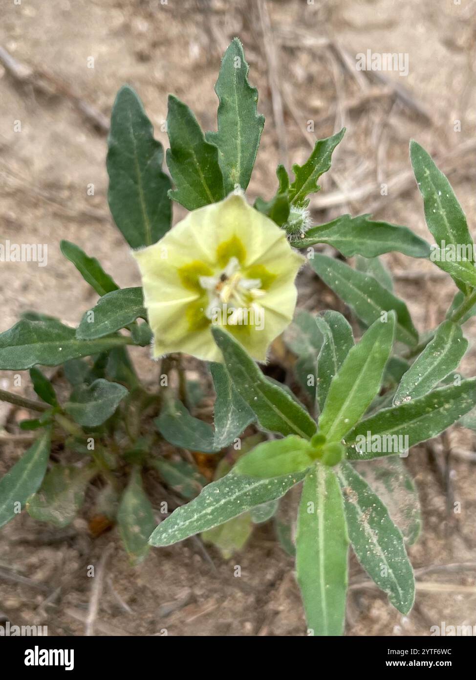 Edwards plateau five-eyes (Chamaesaracha edwardsiana Stock Photo - Alamy