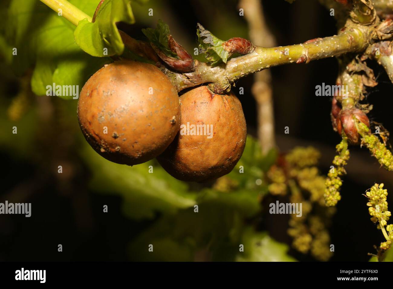 Oak Marble Gall Wasp (Andricus kollari Stock Photo - Alamy