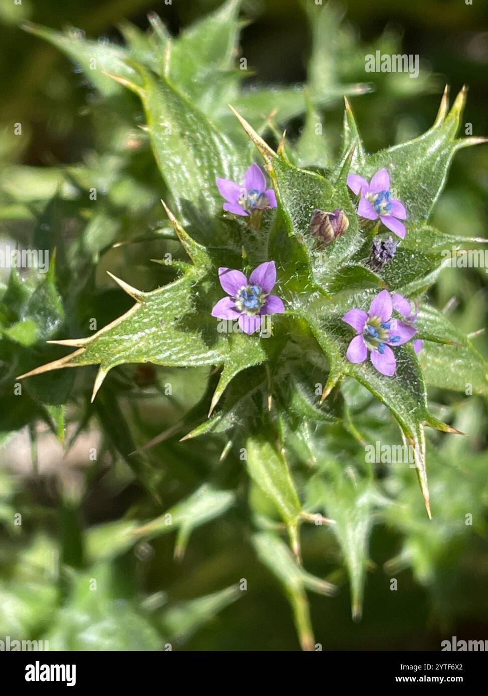 Hollyleaf Pincushionplant (Navarretia atractyloides Stock Photo - Alamy