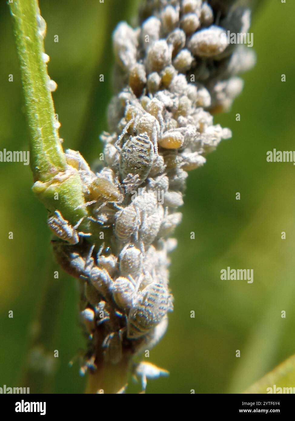 Cabbage Aphid (Brevicoryne brassicae Stock Photo - Alamy