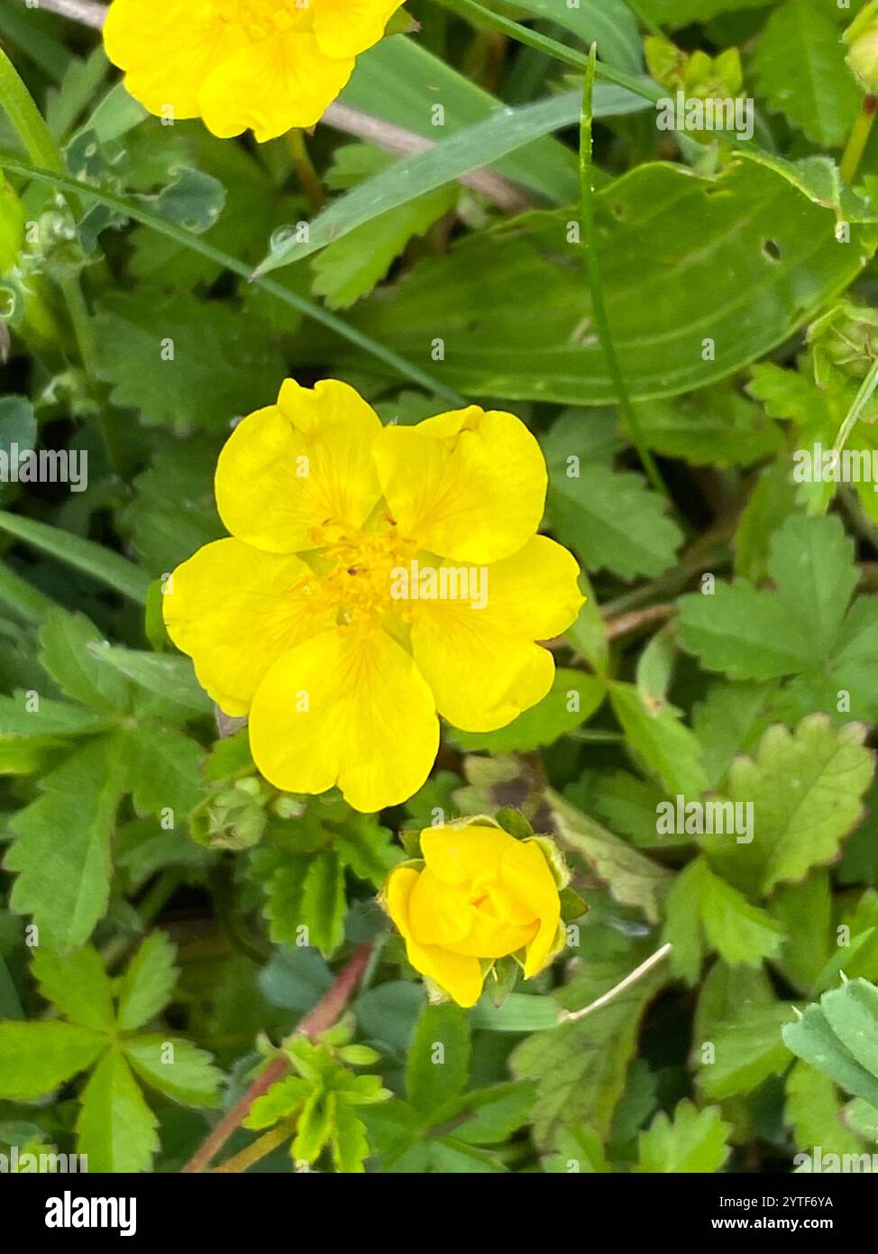 Creeping cinquefoil (Potentilla reptans Stock Photo - Alamy