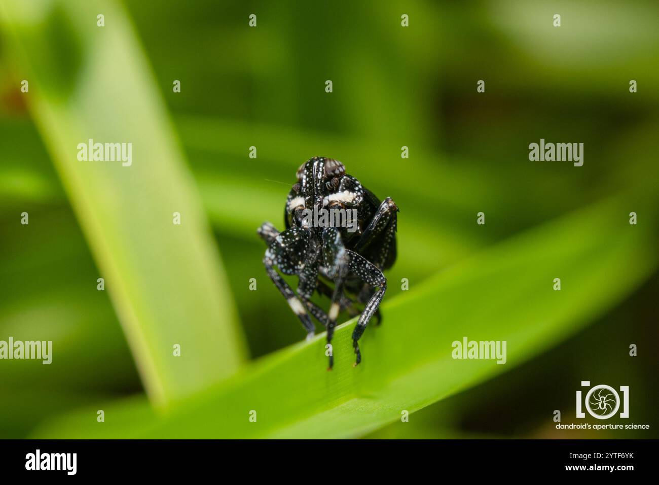 Black Leaf-leg (Phylloscelis atra Stock Photo - Alamy