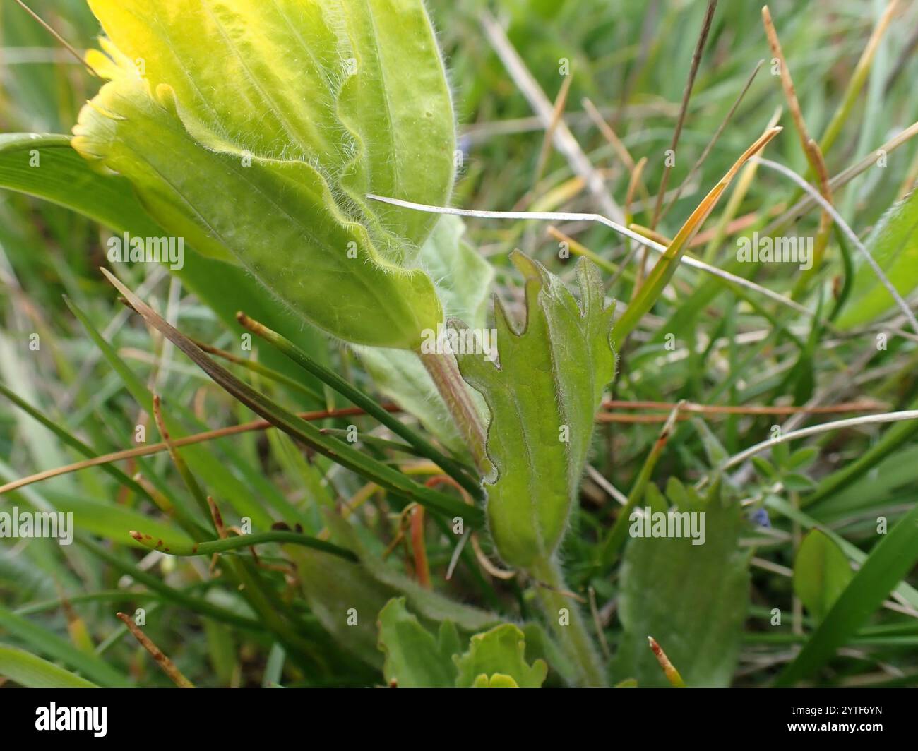 golden Indian paintbrush (Castilleja levisecta Stock Photo - Alamy