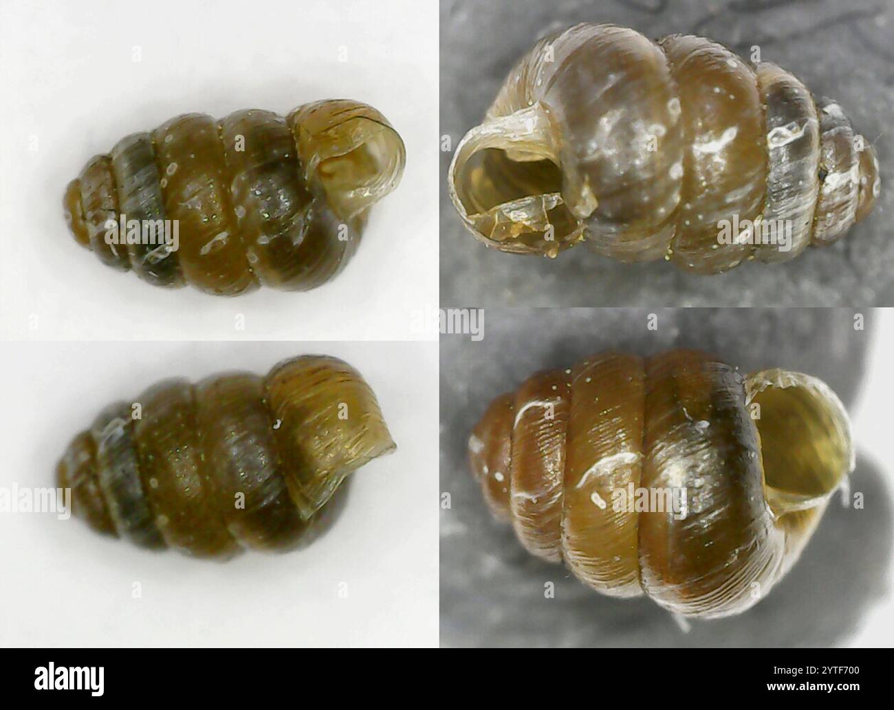 Toothless Chrysalis-snail (Columella edentula Stock Photo - Alamy