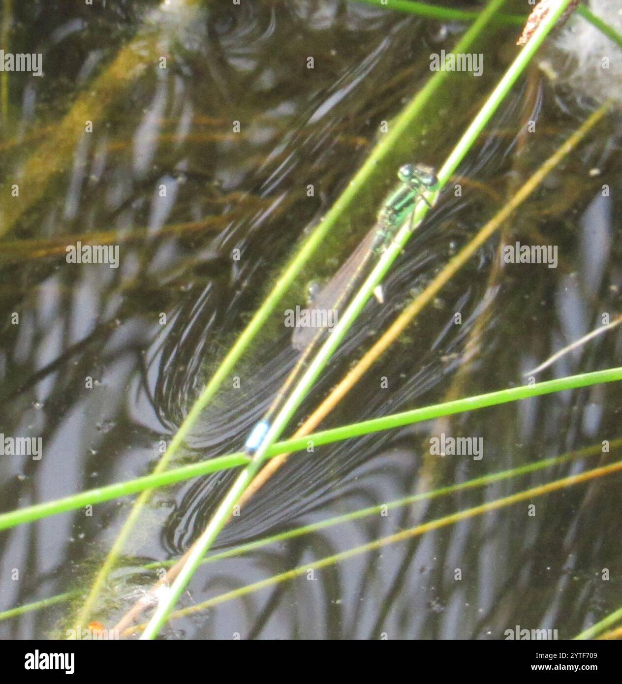 Eastern Forktail (Ischnura verticalis Stock Photo - Alamy