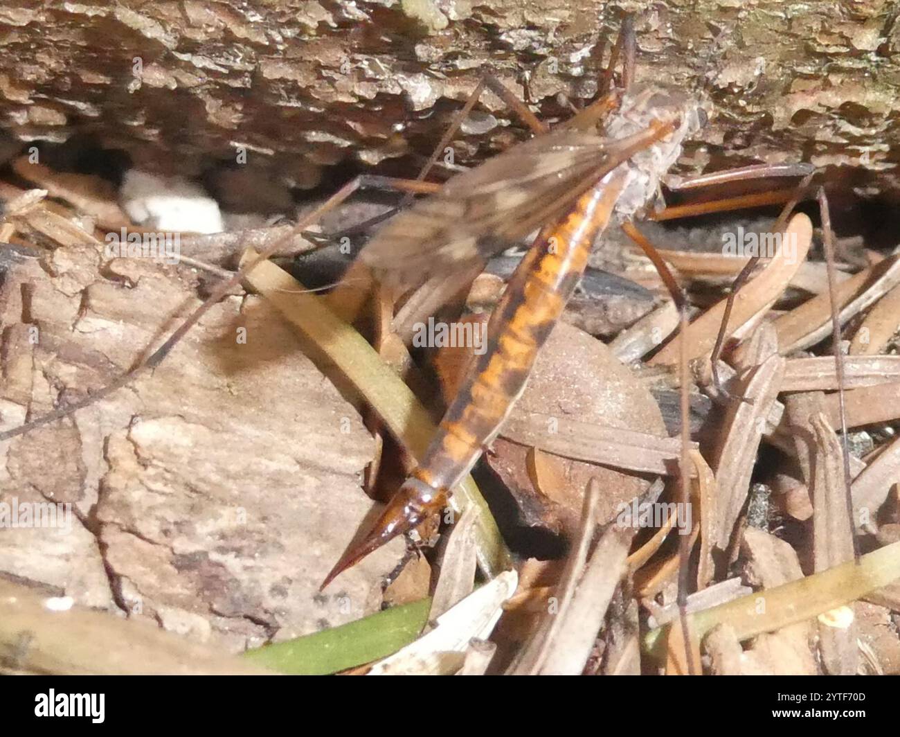 Typical Crane Flies (Tipuloidea Stock Photo - Alamy