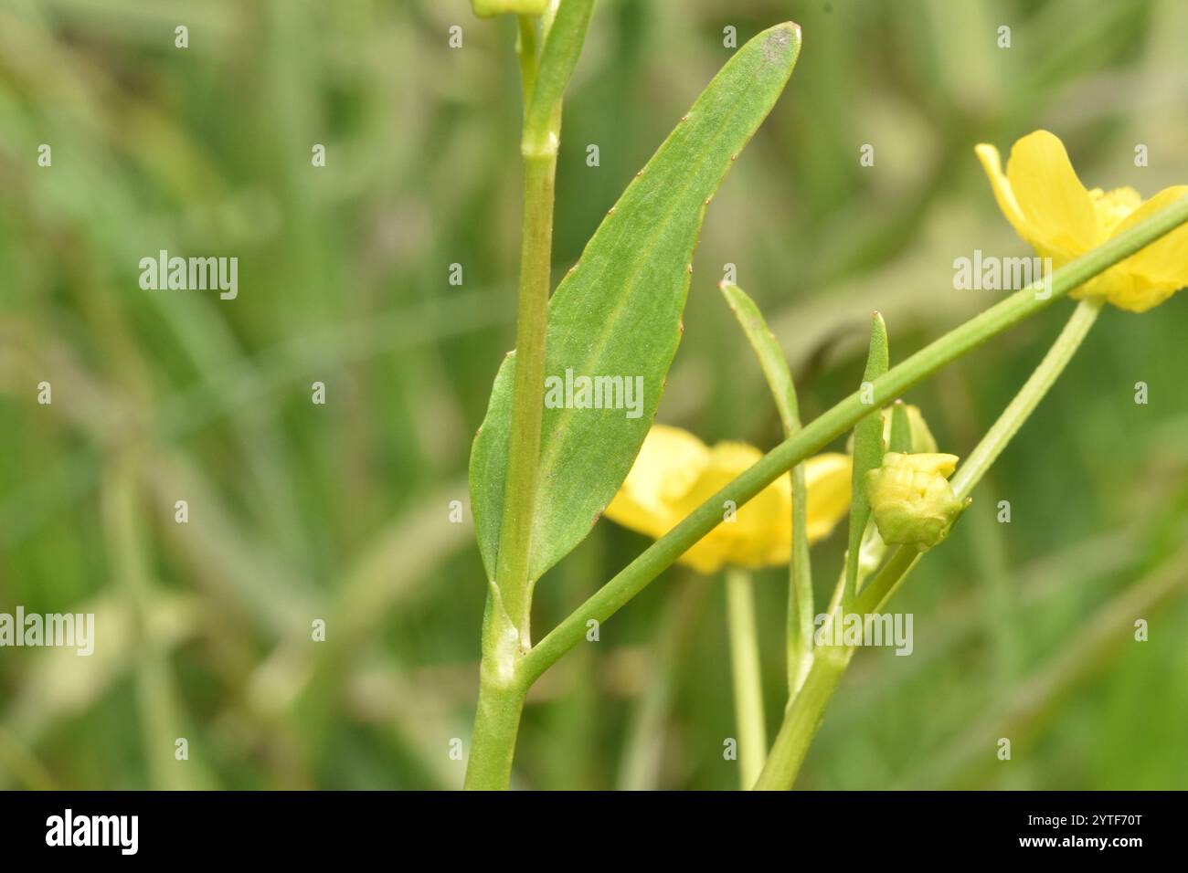 Plantainleaf hi-res stock photography and images - Alamy