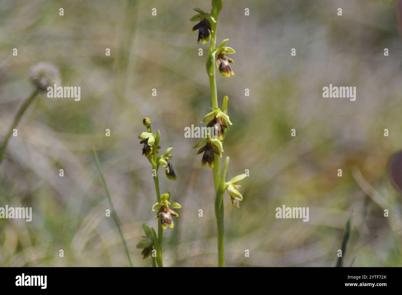 (Ophrys insectifera aymoninii Stock Photo - Alamy