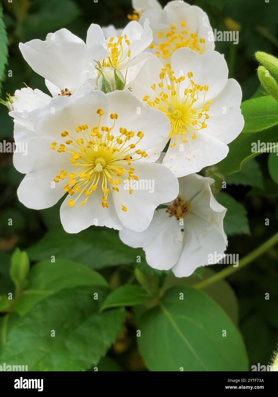 multiflora rose (Rosa multiflora Stock Photo - Alamy