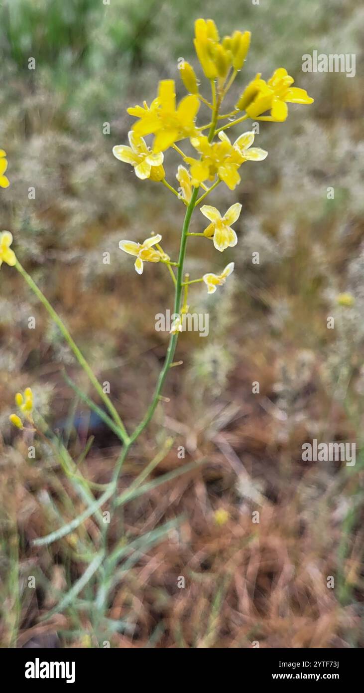Tall Tumblemustard (Sisymbrium altissimum Stock Photo - Alamy