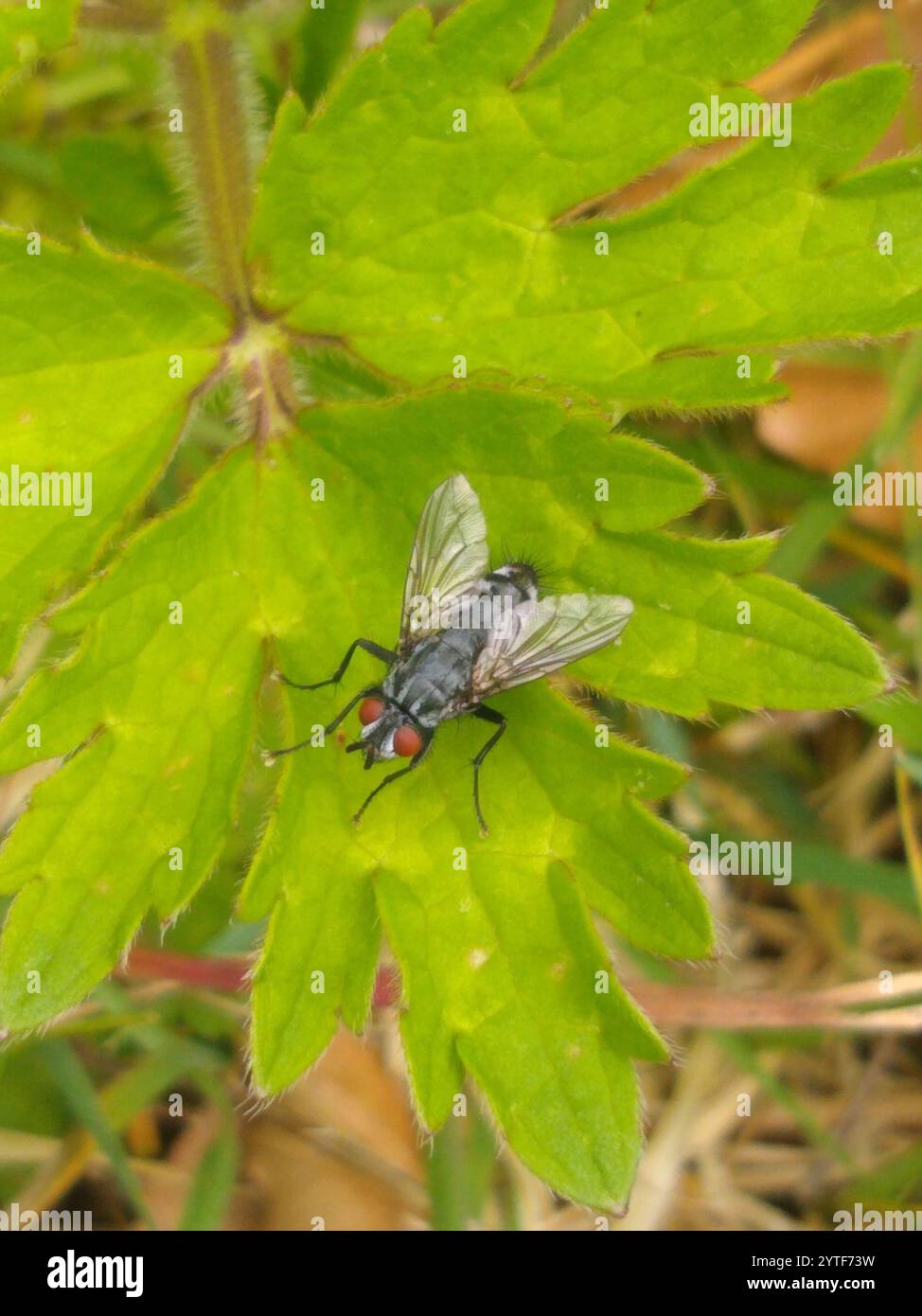 Bot Flies, Blow Flies, and Allies (Oestroidea Stock Photo - Alamy