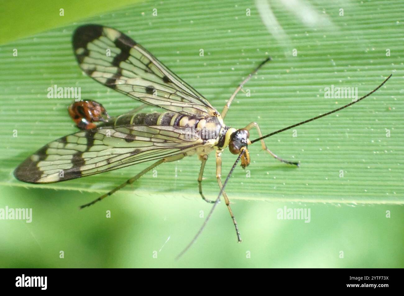 Common European Scorpionfly (Panorpa communis Stock Photo - Alamy