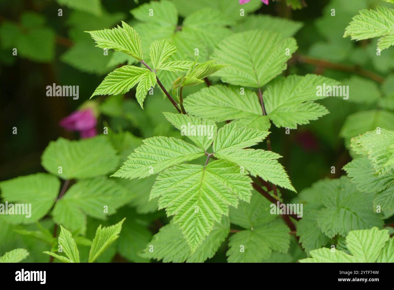 Salmonberry (Rubus spectabilis Stock Photo - Alamy