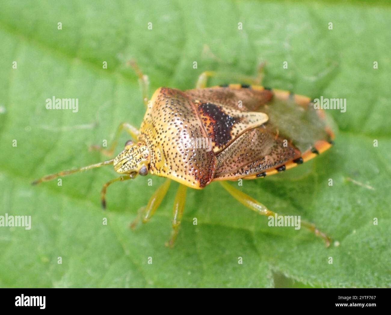 Parent Bug (Elasmucha grisea Stock Photo - Alamy